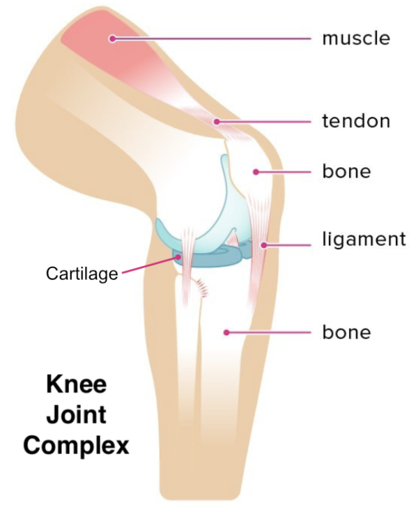 Musculoskeletal injuries and healing times - Back Care Clinic